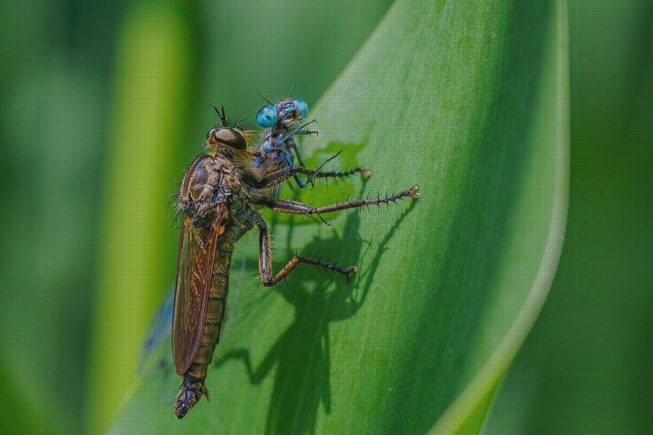 ¿Qué hacer en caso de una picadura de insecto?