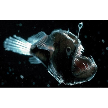 Melanocetus johnsonii - O diabo negro | Peixes. informações