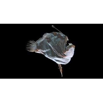 Melanocetus johnsonii - El diablo negro | Peces.info