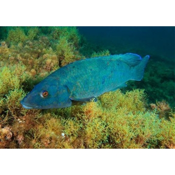 Labrus Merula 【MERLO】 | Ficha Técnica Completa