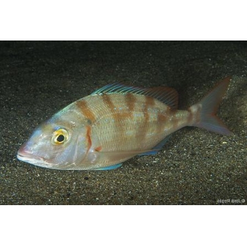 Pagellus Erythrinus 【PAJEL】 | Ficha Técnica Completa