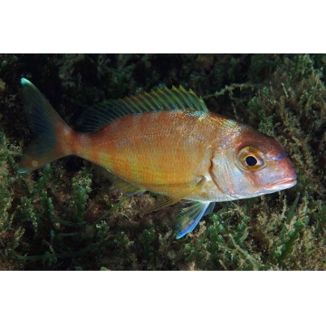 Pagrus Pagrus. 【PARGO】 | Folha Técnica Completa