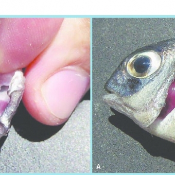 Pagrus Pagrus 【PARGO】 | Ficha Técnica Completa