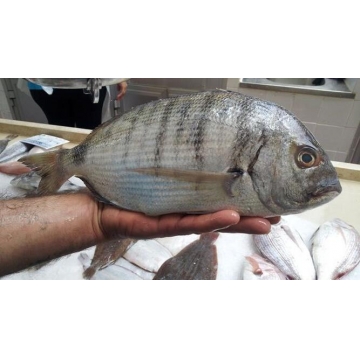 Pez Diplodus Sargus Sargus 【SARGO】 | Ficha Técnica Completa