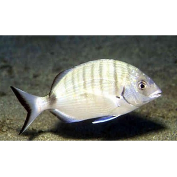 Pez Diplodus Sargus Sargus 【SARGO】 | Ficha Técnica Completa