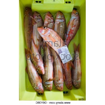 Poisson Mullus Surmuletus. 【SALMONETE DE ROCA】 | Fiche Technique Complète