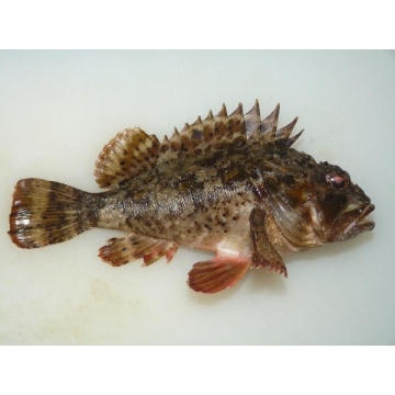 Pez Scorpaena Porcus, 【 RASCACIO】 | Ficha Técnica Completa