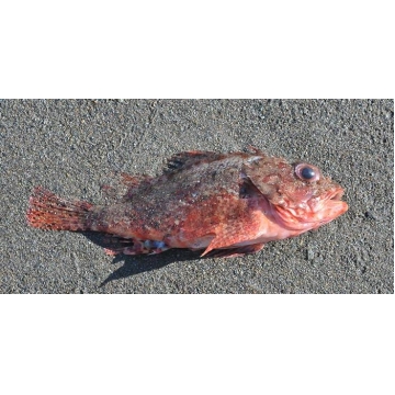 Pez Scorpaena Porcus, 【 RASCACIO】 | Ficha Técnica Completa