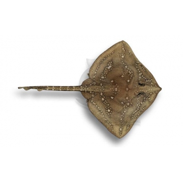 Raja Clavata. 【RAYA DE CLAVOS】 | Folha Técnica Completa