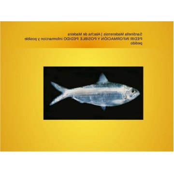 Sardinella Maderensis 【ALACHA DE MADEIRA】 | Ficha Técnica Completa
