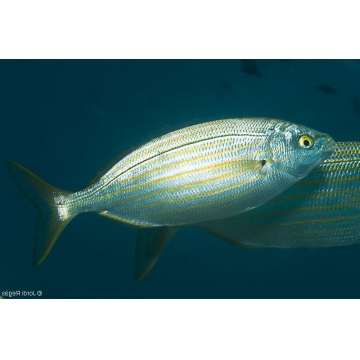 Sarpa Salpa 【SALPA】 | Ficha Técnica Completa