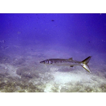 Sphyraena Sphyraena 【ESPETóN】 | Ficha Técnica Completa