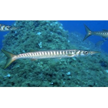 Sphyraena Sphyraena 【ESPETóN】 | Ficha Técnica Completa