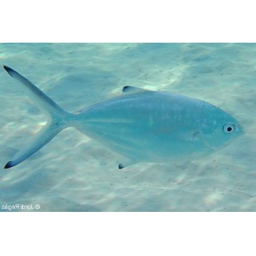 Trachinotus Ovatus 【PALOMETA】 | Ficha Técnica Completa