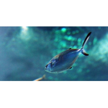 Trachinotus Ovatus 【PALOMETA】 | Ficha Técnica Completa