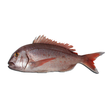 Pagrus Pagrus 【PARGO】 | Ficha Técnica Completa