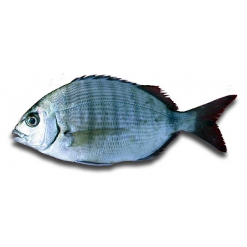 Pez Diplodus Sargus Sargus 【SARGO】 | Ficha Técnica Completa