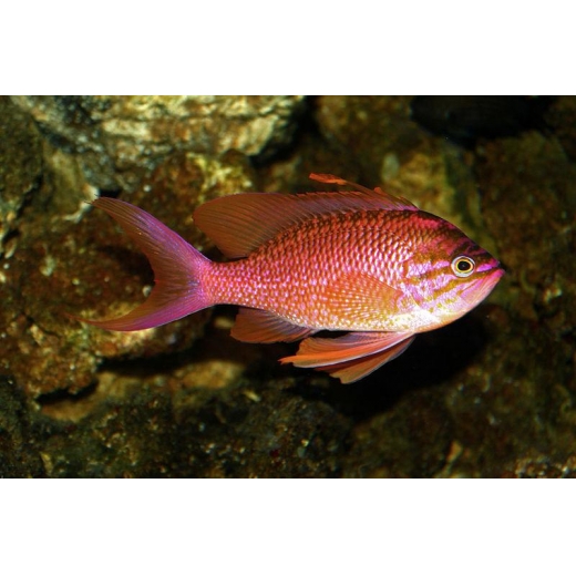 Anthias Anthias 【TRES COLAS】 | Ficha Técnica Completa