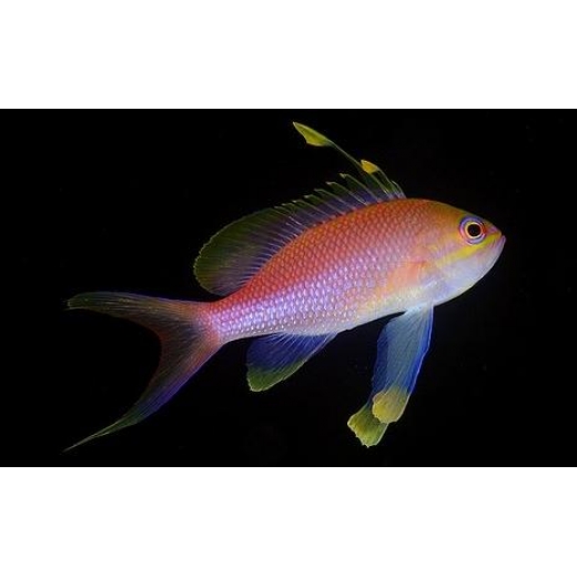 Anthias Anthias. 【TRES COLAS】 | Folha Técnica Completa