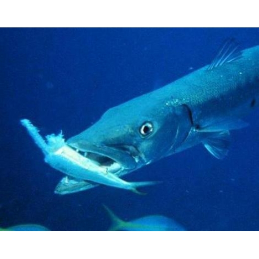 Barracuda Gigante 【SPHYRAENA BARRACUDA】 | Ficha Técnica Completa