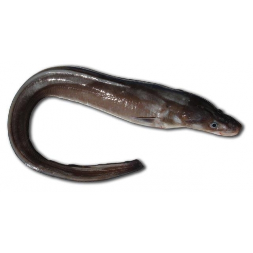 【CONGER CONGER】 | Ficha Técnica Completa