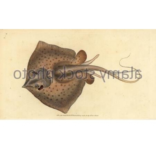 Dasyatis Pastinaca 【 PASTINACA COMúN】 | Ficha Técnica Completa