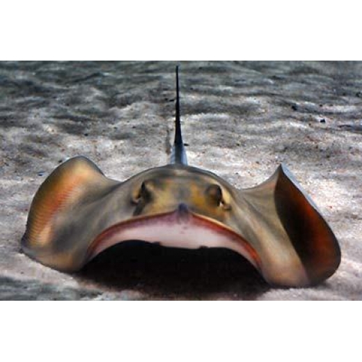 Dasyatis Pastinaca 【 PASTINACA COMúN】 | Ficha Técnica Completa