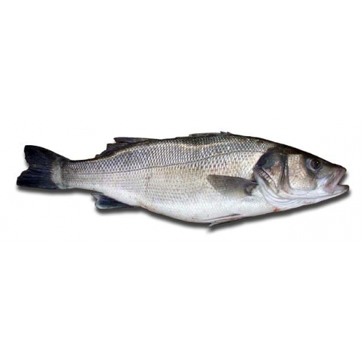 Dicentrarchus Labrax 【RóBALO】 | Ficha Técnica Completa