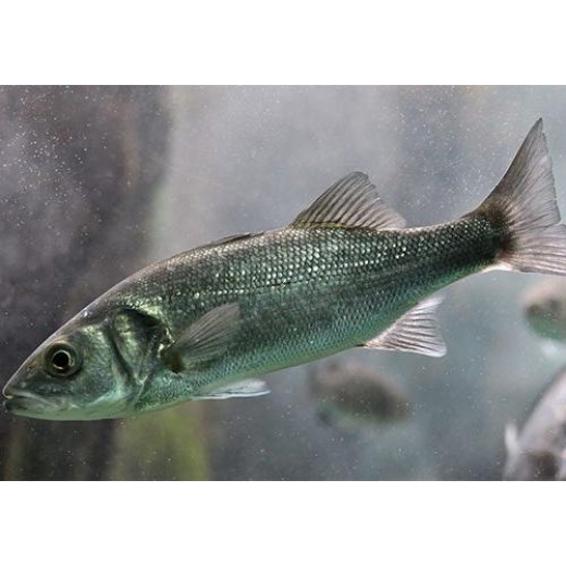 Dicentrarchus Labrax 【RóBALO】 | Ficha Técnica Completa