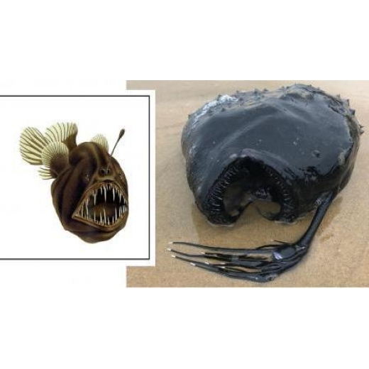 Melanocetus johnsonii - El diablo negro | Peces.info