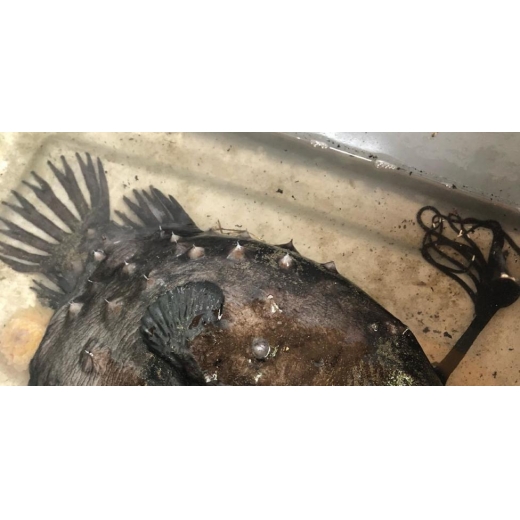 Melanocetus johnsonii - O diabo negro | Peixes. informações