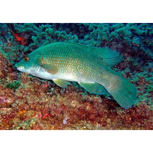 Labrus Merula 【MERLO】 | Ficha Técnica Completa