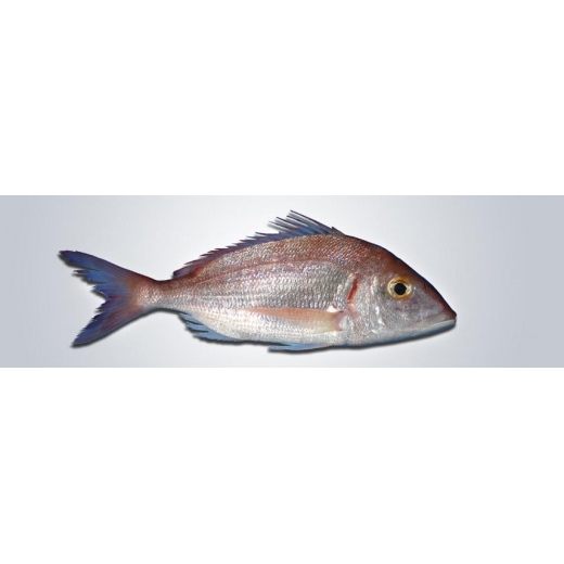 Pagellus Erythrinus 【PAJEL】 | Ficha Técnica Completa