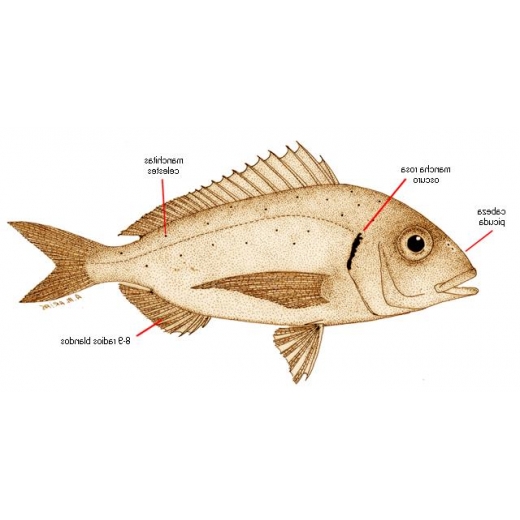Pagellus Erythrinus 【PAJEL】 | Ficha Técnica Completa