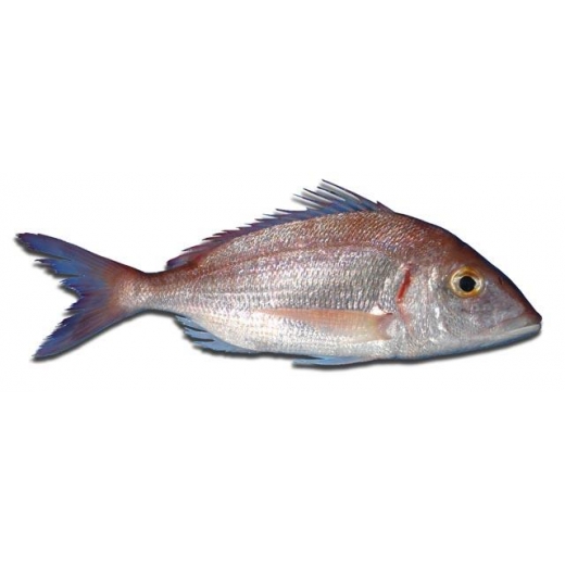 Pagellus Erythrinus 【PAJEL】 | Ficha Técnica Completa