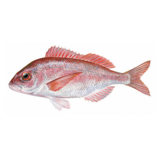 Pagellus Erythrinus 【PAJEL】 | Ficha Técnica Completa