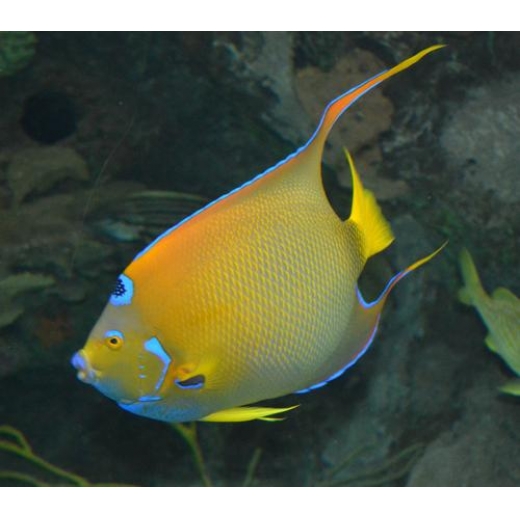 Pesce Angelo Regina. 【HOLACANTHUS CILIARIS】 | Scheda Tecnica Completa