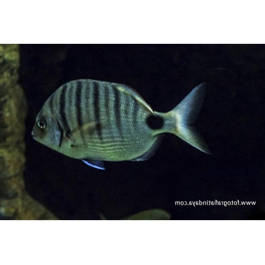 Pez Diplodus Sargus Sargus 【SARGO】 | Ficha Técnica Completa