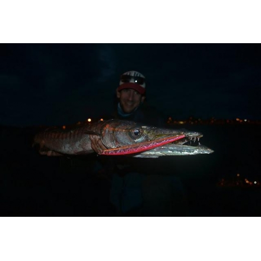 Pez Sphyraena Viridensis 【 ESPETóN GIGANTE】 | Ficha Técnica Completa