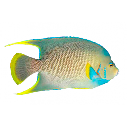 Pesce Angelo Regina. 【HOLACANTHUS CILIARIS】 | Scheda Tecnica Completa