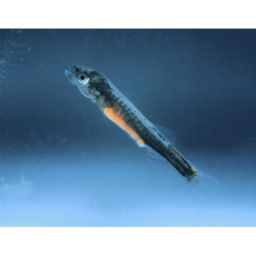 Psetta Maxima 【RODABALLO】 | Ficha Técnica Completa