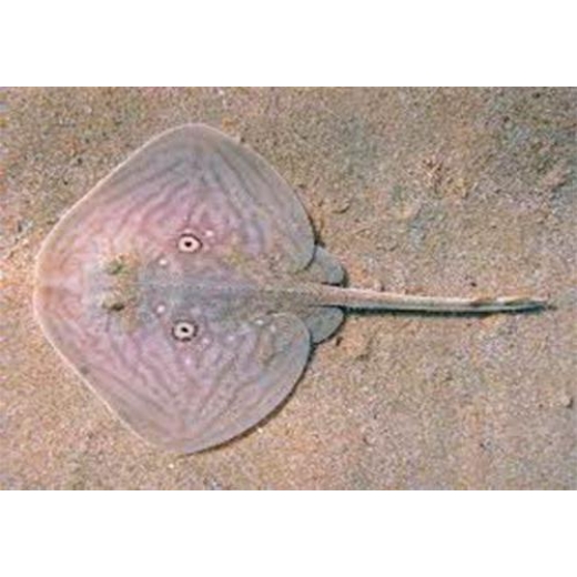 Raja Radula. 【 RAJA ASPERA】 | Fiche Technique Complète