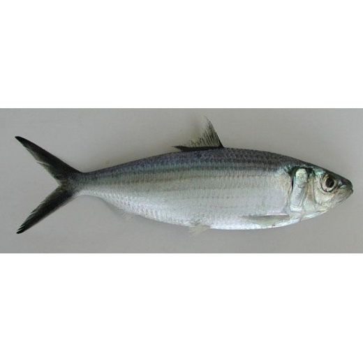 Sardinella Maderensis 【ALACHA DE MADEIRA】 | Ficha Técnica Completa