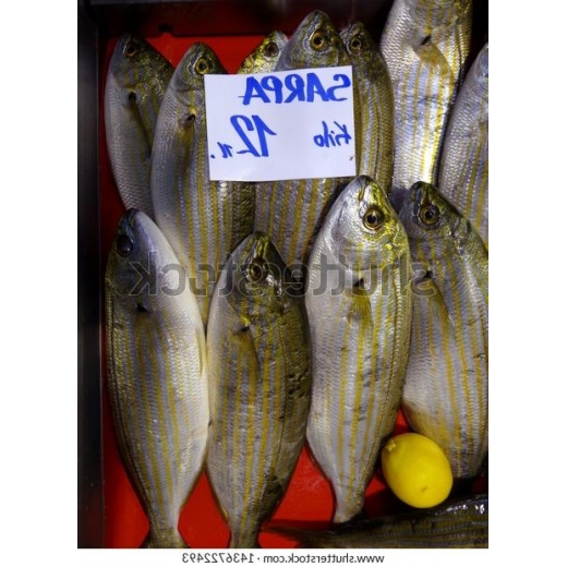 Sarpa Salpa 【SALPA】 | Ficha Técnica Completa