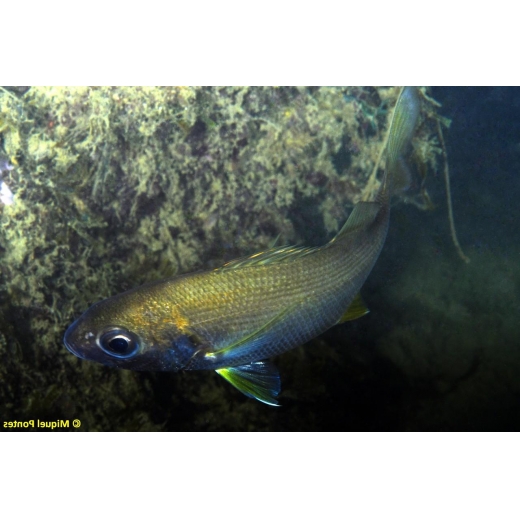 Sciaena Umbra 【CORBALL】 | Ficha Técnica Completa