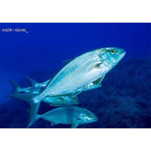 Seriola Dumerili Serviola 【 PEZ LIMóN】 | Ficha Técnica Completa