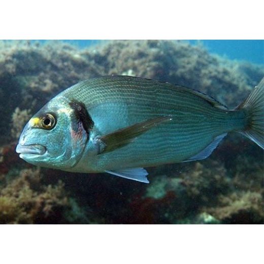 Sparus Aurata 【DORADA】 | Ficha Técnica Completa