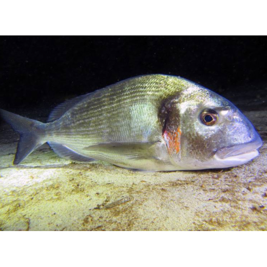Sparus Aurata 【DORADA】 | Ficha Técnica Completa