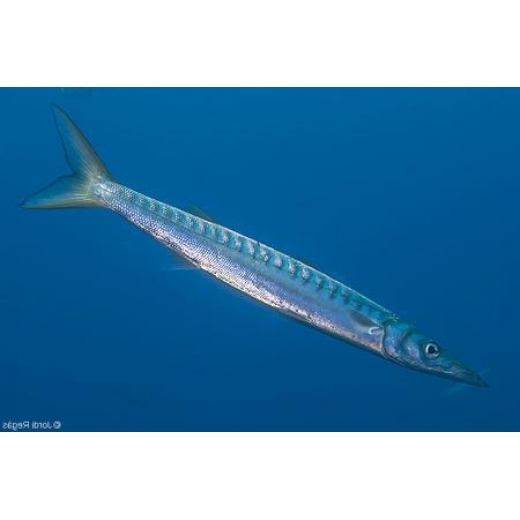 Sphyraena Sphyraena 【ESPETóN】 | Ficha Técnica Completa