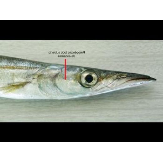 Sphyraena Sphyraena 【ESPETóN】 | Ficha Técnica Completa